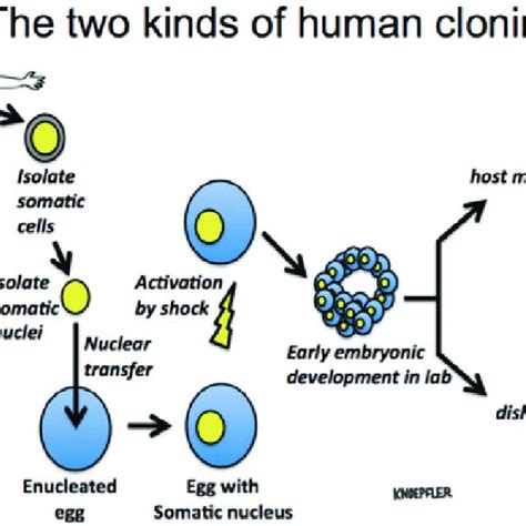 1 Schematic Representation Of The Two Variant Forms Of Human Cloning Download Scientific