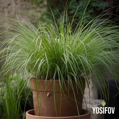 Декоративни Храсти Онлайн Магазин Разсадник Йосифов