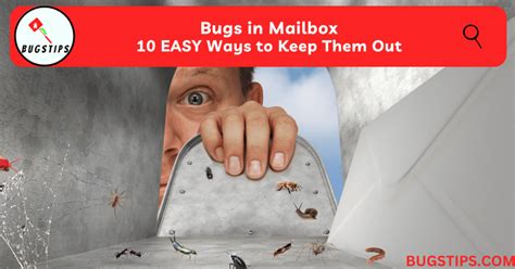 Bugs In Mailbox EASY Ways To Keep Them Out BugsTips