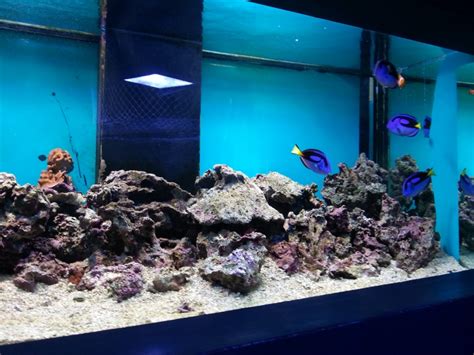 Acvariu Complexul Delta Dunarii