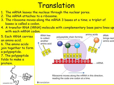 Edexcel Sb3 Protein Synthesis Complete Lesson Gcse Biology Teaching Resources