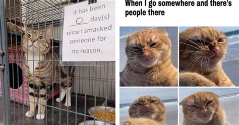 31 Purrfect Cat Memes For All The Grumpy Cats On Monday Morning I Can