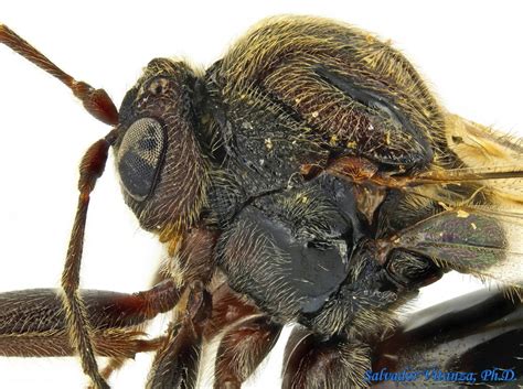 Hymenoptera Cynipidae Atrusca Aggregata Gall Wasps Female M Urban Programs El Paso County