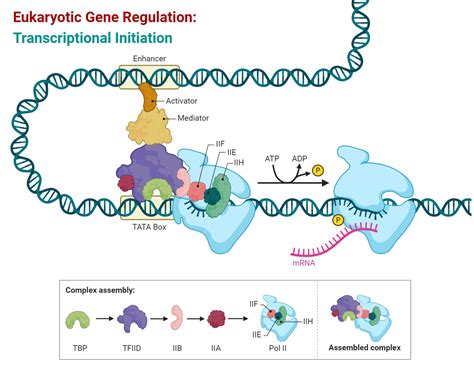 Transcription Initiation Simple