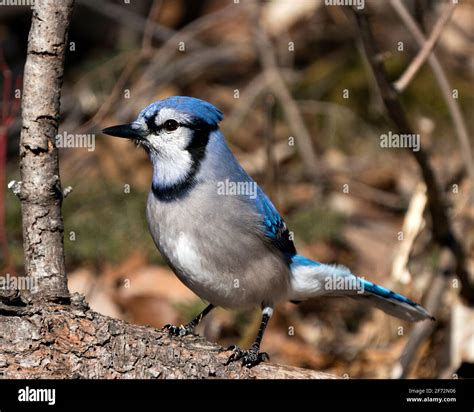Blue Jay Bird Close Up Profile View Perched With A Blur Background