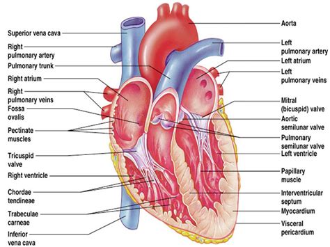 دانلود پاورپوینت بررسی فیزیولوژی قلب