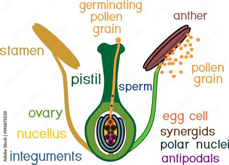 Structure Of Pistil And Stamens In The Section At The Time Of Double