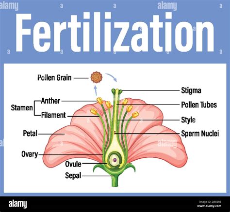 Diagram Showing Fertilization In Flower Illustration Stock Vector Image And Art Alamy