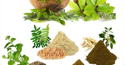 Manufacturer Exporter Of Herbal Extracts And Phyto Chemicals India Usa