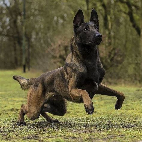 14 Amazing Facts About Belgian Malinois Artofit