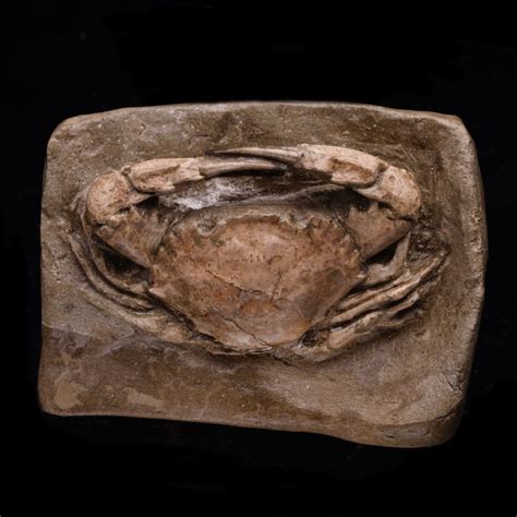 Fossilized Crab From Pliocene Era Astro West