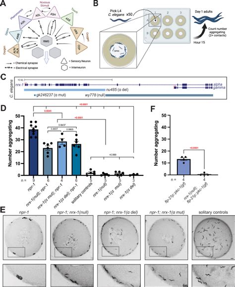 保守的自闭症相关基因调节秀丽隐杆线虫的社交摄食行为 Nature Communications X Mol