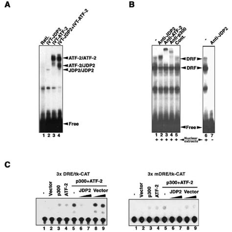 Repression Of Ra Mediated Transcription Of The C Jun Gene By Jdp2 A