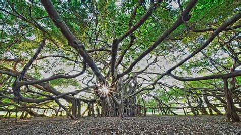 สีสันโคราช เที่ยวไทยเท่ ไปชม ไทรงาม เฉลิมพระเกียรติ Facebook