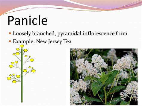 Panicle Inflorescence Examples