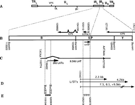 Figure 1 From Selective Vulnerability Of Mouse Cns Neurons To Latent Infection With A