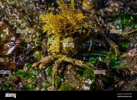 Graceful Decorator Crab Oregonia Gracilis At Point Of Arches In