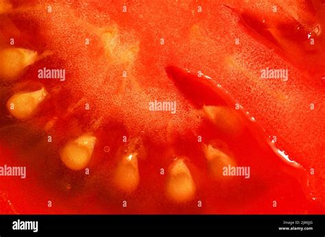 Slice Of Fresh Tomato Pulp Structure Visible Under 1 5x Magnification Microscope Image Width