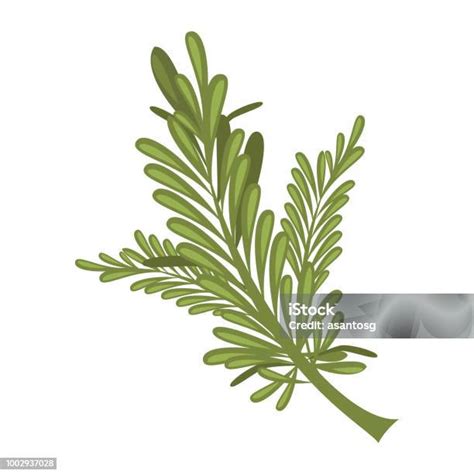 벡터 로즈마리 그림 만화 스타일에 격리입니다 허브와 종 시리즈 가루로 빻은에 대한 스톡 벡터 아트 및 기타 이미지 가루로