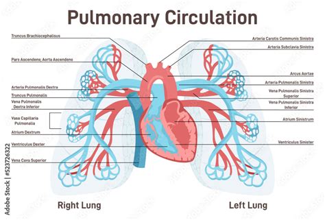 Poster Pulmonary Circulation Wall Art Ukposters