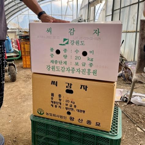 근덕농협 2025년 강원도 햇감자 수미 두백 풍농 5kg 10kg 20kg 삼척몰