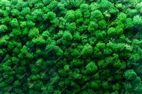 Moss Texture Seamless