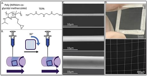 a the chemical structures of poly nipaam‐co‐gma left and the