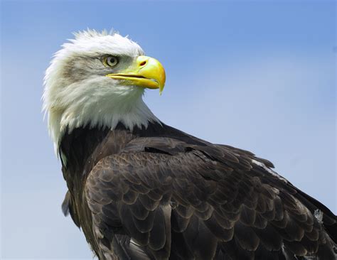 Bald Eagle Height At Elijah Gannon Blog