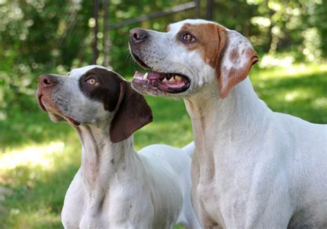 German Shorthaired Pointer Vs English Pointer Breed Comparison