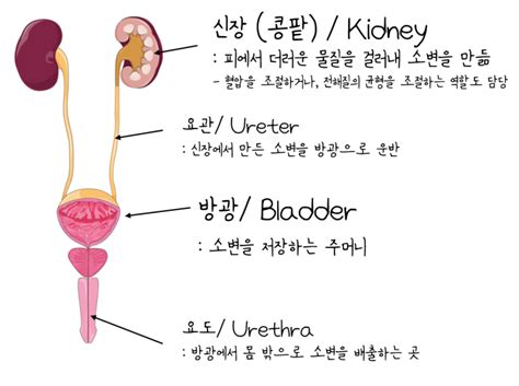 비뇨기계 Urinary System 쉽게 이해하기 콩팥요관방광요도 네이버 블로그