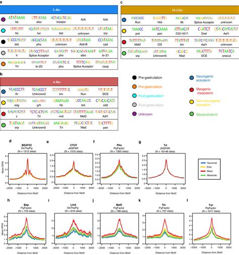 Relationship Between Transcription Factor Binding Motifs And Occupancy Download Scientific