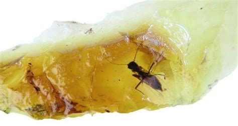 40 Million Year Old Amber Reveals Two Flies Who Got Stuck While Mating
