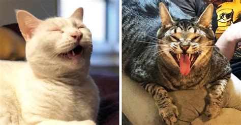 15 безумных фотографий котов которых подловили на середине чиха