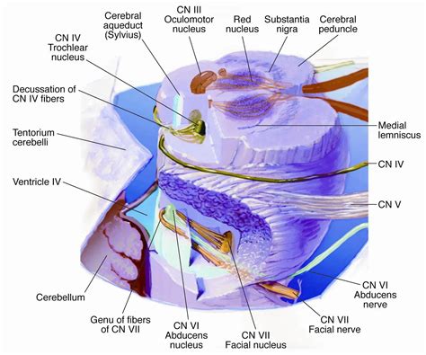 Abducens Nerve American Academy Of Ophthalmology