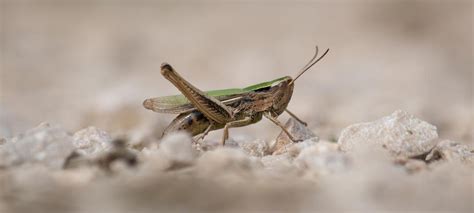 Lost Grasshopper By Chrisellis211 On Deviantart