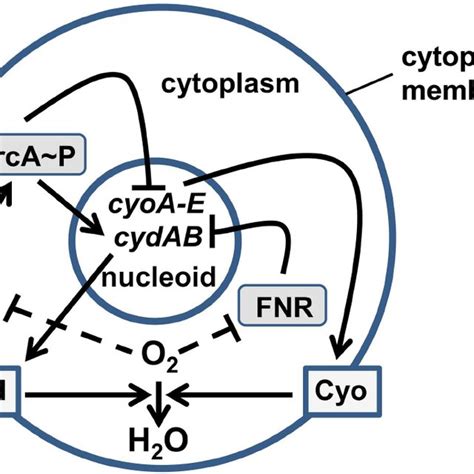 Components Of The Agent Based Model The Diagram Shows The Interactions Download Scientific