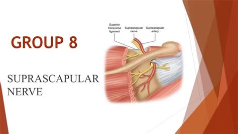 Suprascapular Nerves One Nerve Of The Brachial Plexus Ppt
