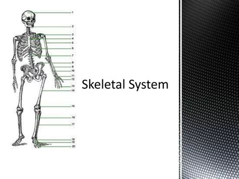 Skeletal System Ppt