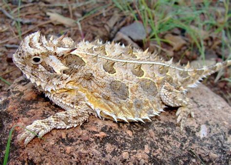 Texas Horned Lizard Or Toad Stock Image Image 21334061