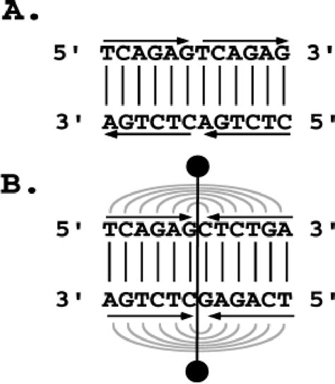 Figure 1 From Dna Inverted Repeats And Human Disease Semantic Scholar