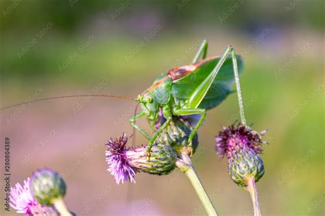 Grasshopper Green Or Grasshopper Ordinary A Type Of Insects From The