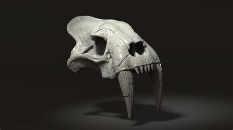 💀 3d Print Skull Sabertooth Cat・ Stl File For 3d Printing・cults