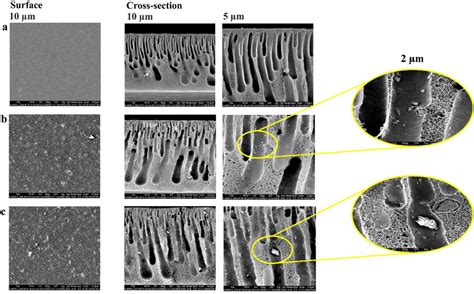 Surface And Cross Sectional Sem Analysis Of The Amine Functionalized Download Scientific