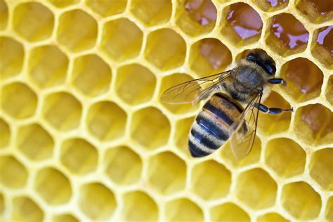 Api I Pesticidi Si Accumulano Anche Nella Cera
