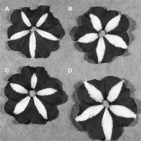 A D The Effects Of Photoperiod And Light Intensity On The Expression
