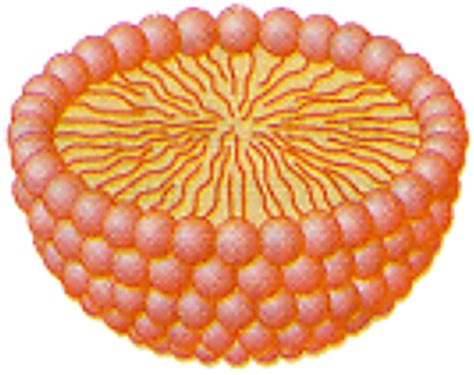 Cell Membrane Flashcards Quizlet