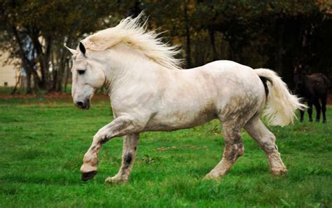 Caballo Percherón Todo Sobre La Raza Blog De Terránea