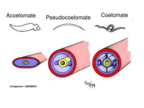 Ppt Coelom Fluid Filled Body Cavity Lined By Cells From The Mesoderm Powerpoint Presentation