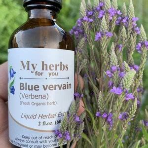 Blue Vervain Fresh Organic Plant Tincture Verbena Hastata Etsy