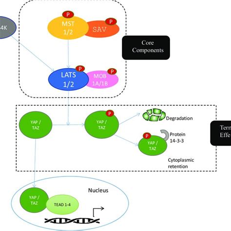 A Simple Schematic For The Hippo Pathways Signaling Cascade A Higher Download Scientific